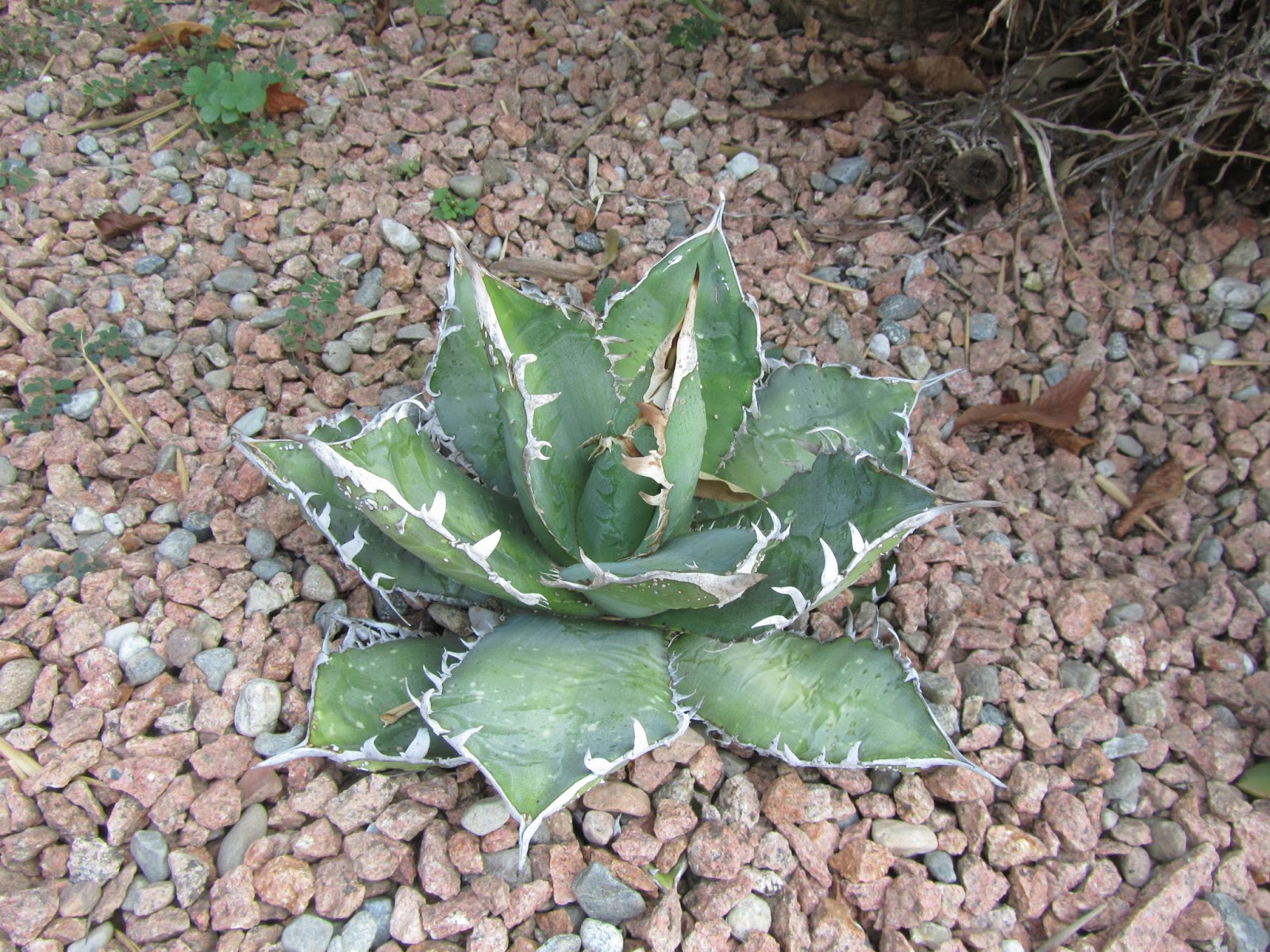 Agave : Come Riconoscere le Diverse Specie - Con Foto e Descrizione ...
