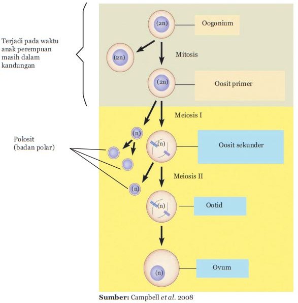 BAB 1 SISTEM REPRODUKSI PADA MANUSIA BAGIAN KEDUA - Iwan Ridwan