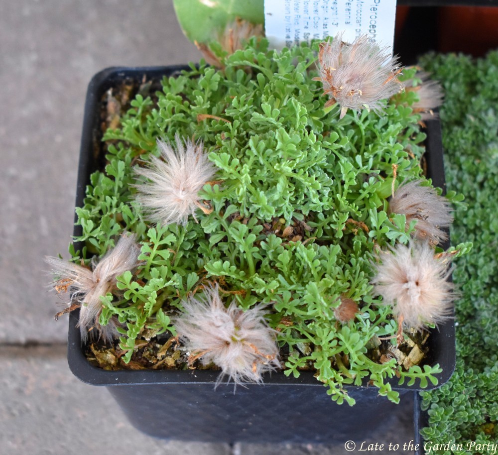 Late to the Garden Party: July 2020