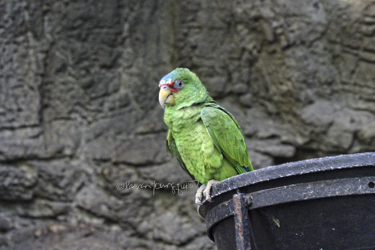 The Last Leaf Gardener: A New Perspective re Animals Who Are Living in ...