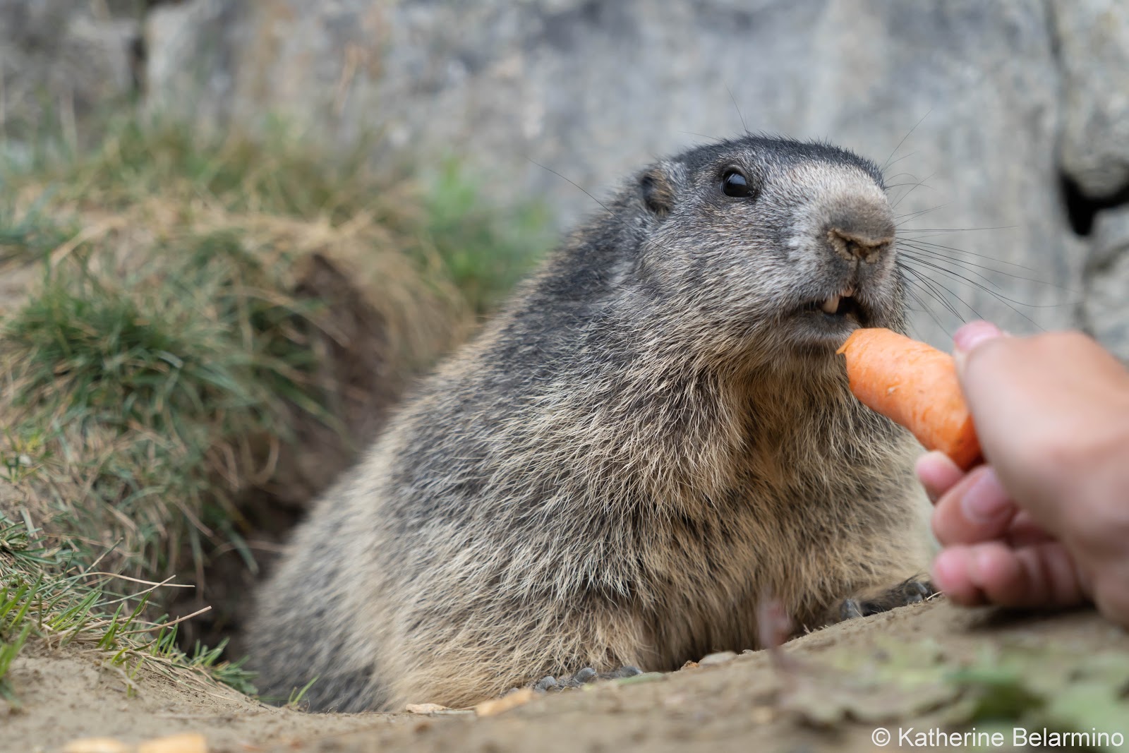 5 Fun Things to Do in Saas-Fee Switzerland in Summer | Travel the World