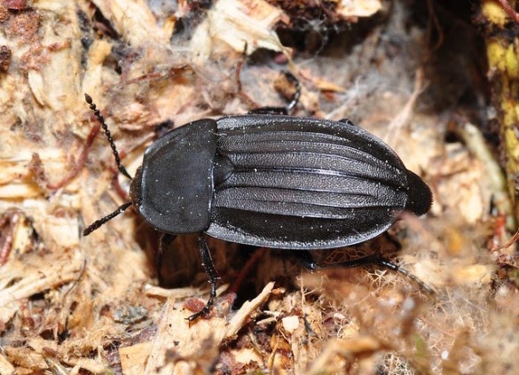 Evolution and Flightless Insects