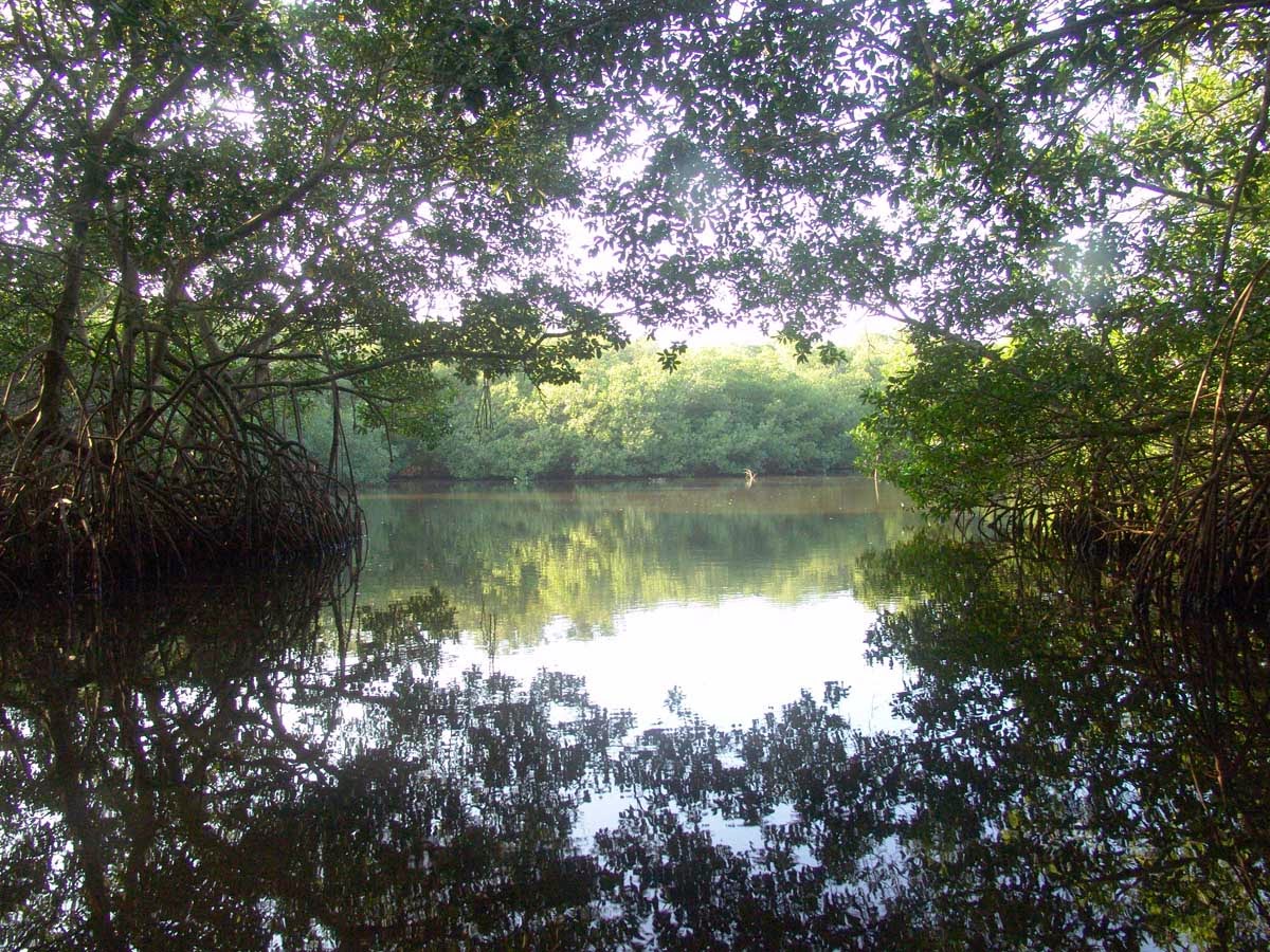 Acercamiento a las Ciencias Naturales: Principales ecosistemas de Tabasco