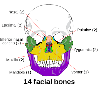 FACIAL BONES MNEMONICS/TRICKS | MNEMONICS FOR NEET BIOLOGY