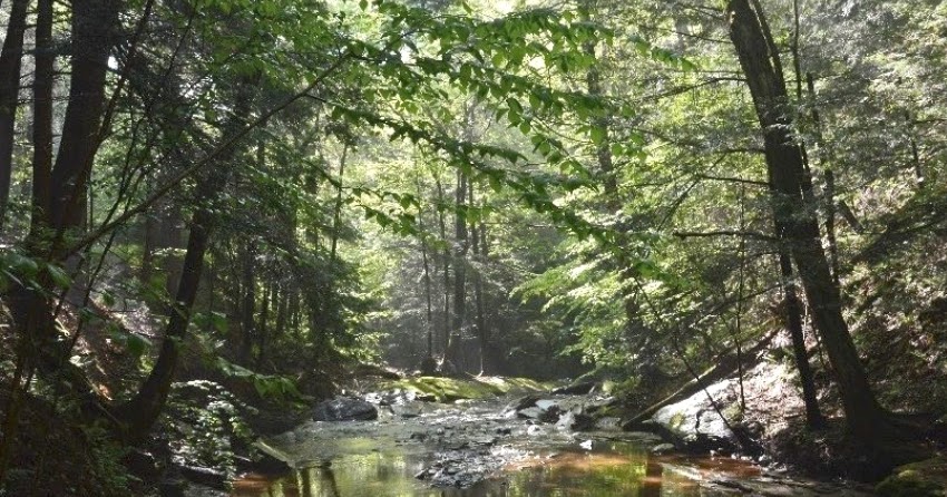PA Environment Digest Blog: Save Pennsylvania's Forests Coalition Hosts ...