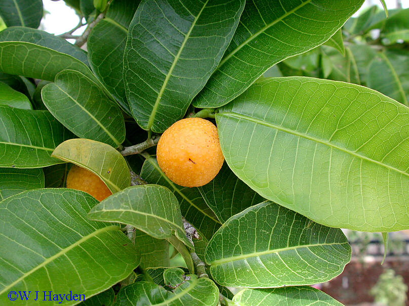 Bosque Tropical Húmedo en C.R.: Flora y Fauna
