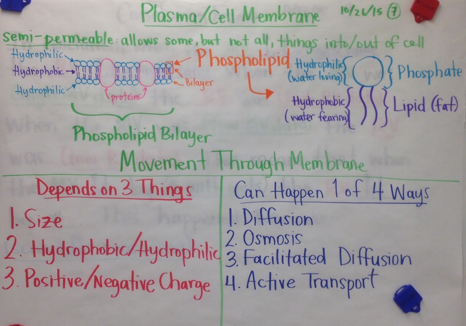 Mrs. Paul - Biology: Biology Notes/Charts 2015-2016