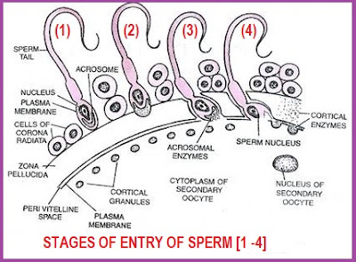 Rusty's Bio-zone: HUMAN REPRODUCTION