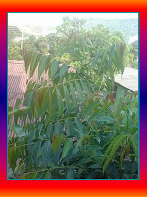 U l a m d i M a l a y s i a