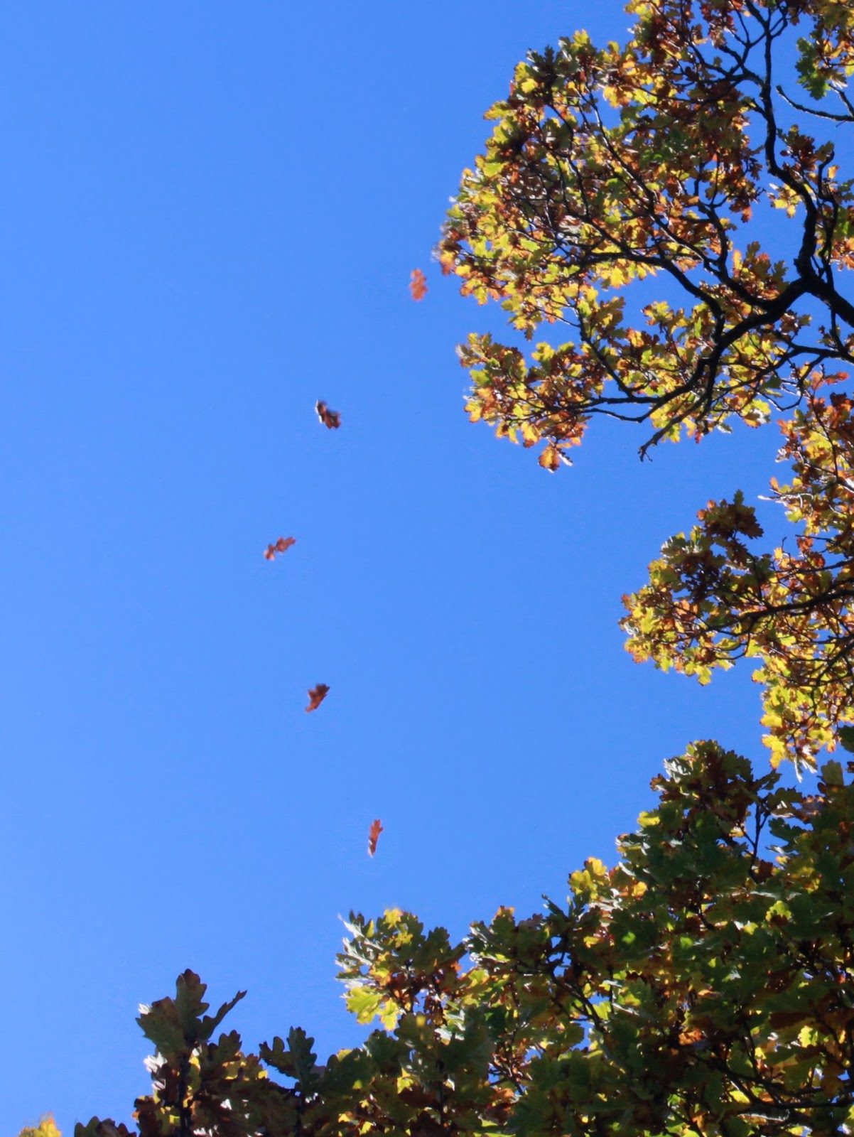 Wildlife Wanderings Oak Leaf Falling wildlife-wanderings-oak-leaf-falling