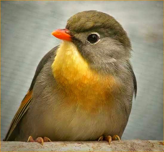 Cool Pictures, Images & Photos For Facebook: Awesome Birds Profile Pics