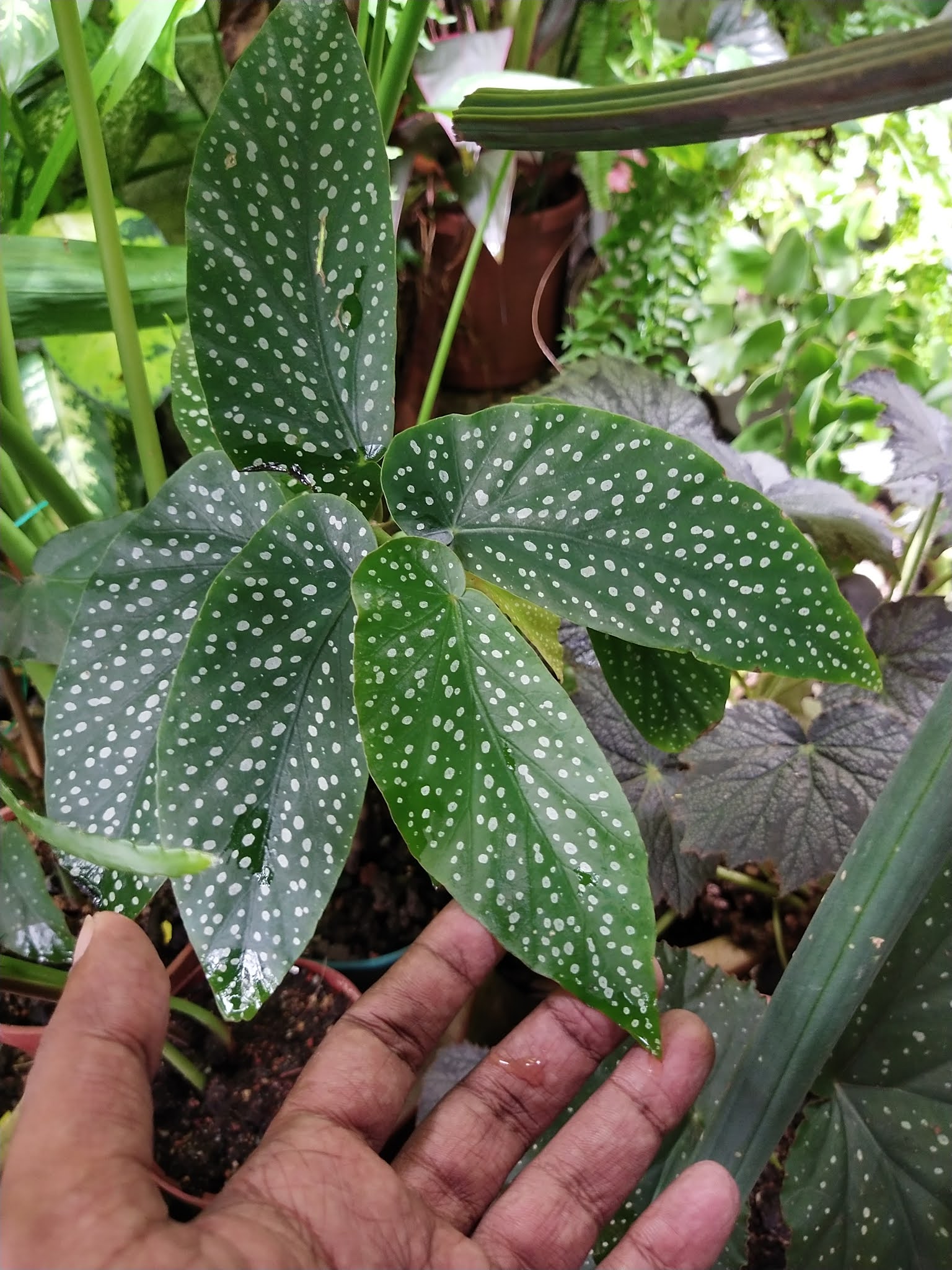 Garden Chronicles of James David: Cane Begonia 'Albo-picta' (Updated ...