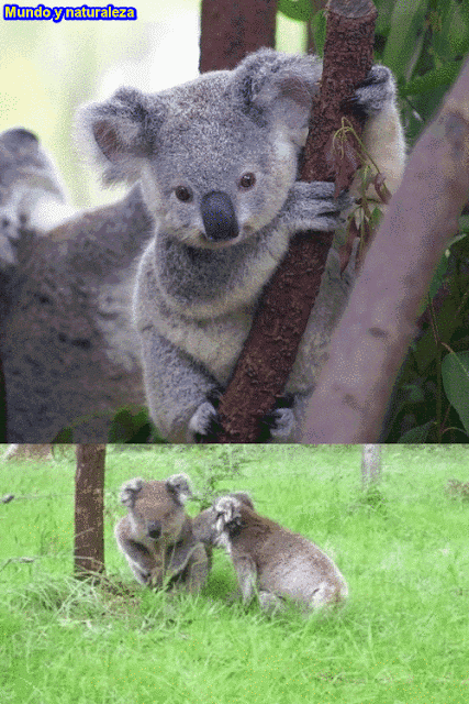 Gif para ti: Gif de animales 1