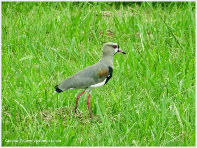 Chacra Educativa Santa Lucía: Visitantes de la Chacra: Los Teros