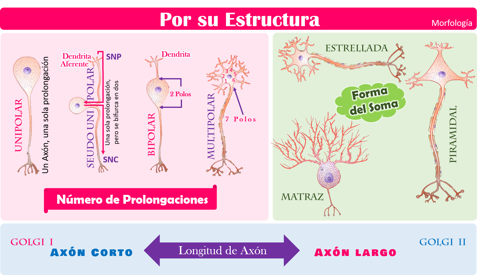 TIPOLOGÍA DE LA NEURONA
