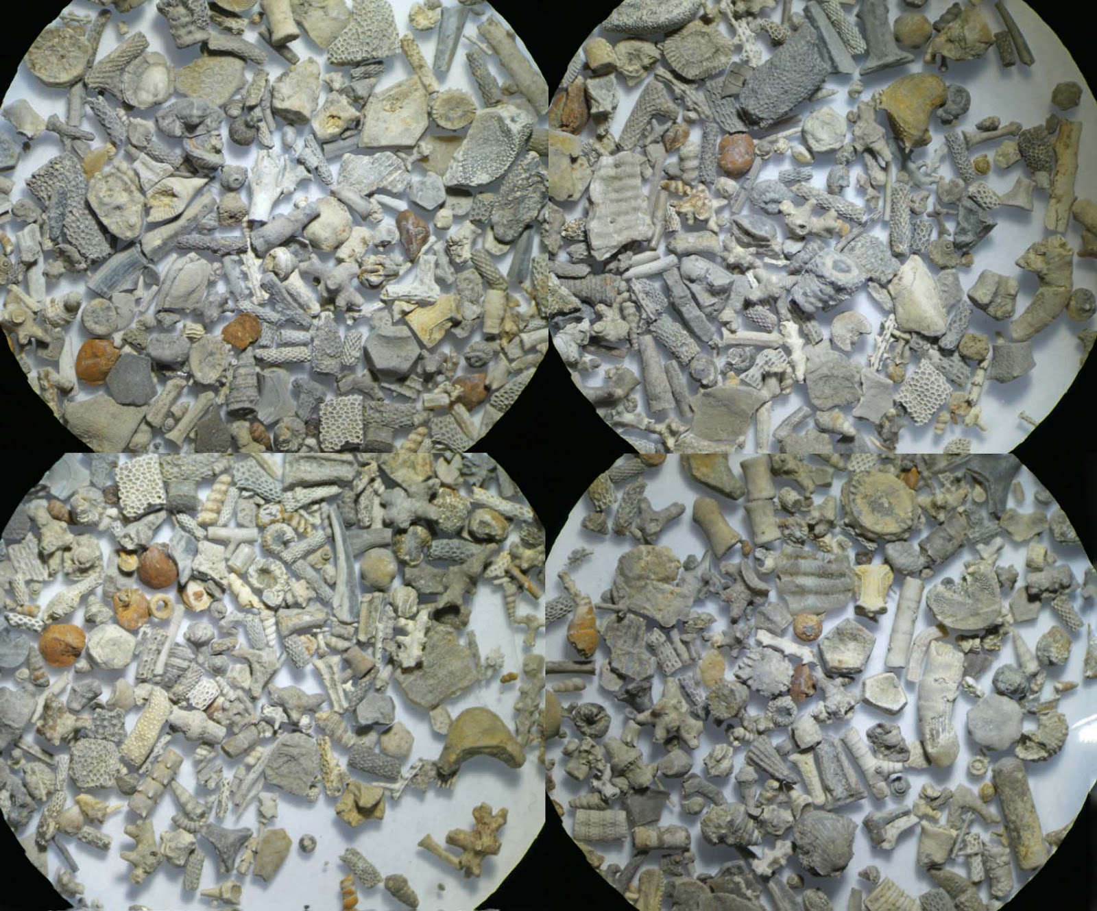 Microfossil Slides I : Collecting to Mounting