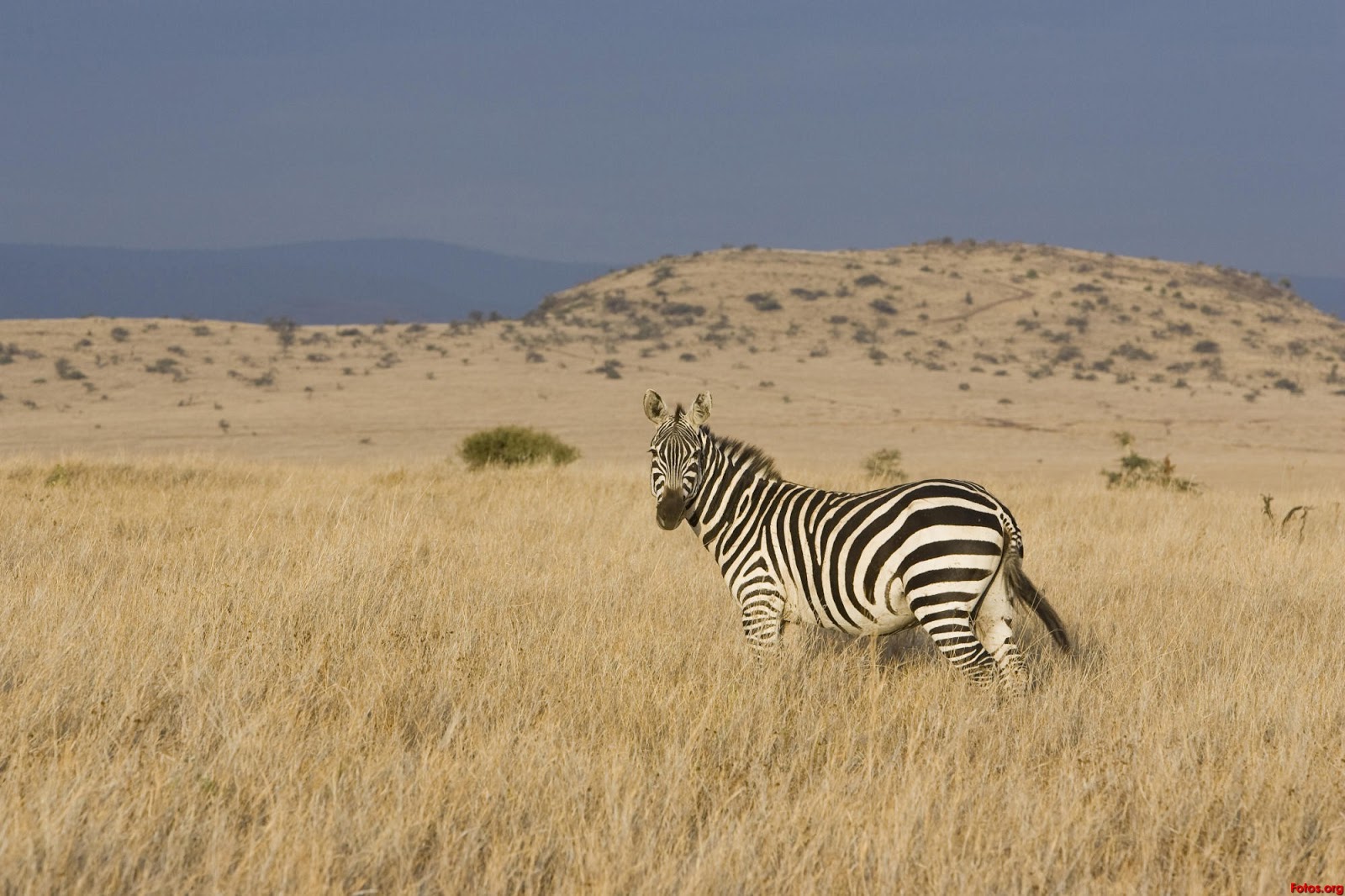 Sabana Africana wallpapers