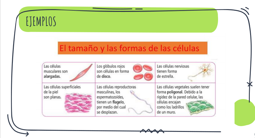 CIENCIAS NATURALES 6° Y 7-1 TERRANOVA: FORMA Y TAMAÑO DE LAS CÉLULAS ...