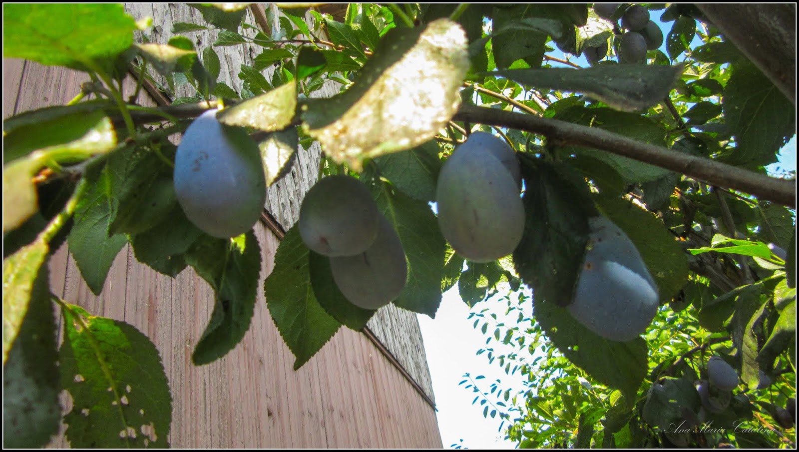 Lumea văzută din Turda: Prunul (Prunus domestica)