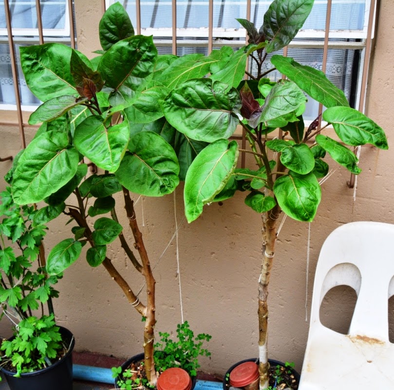 Roots 'n' Shoots: Tamarillo (Tree Tomato) - How to Grow: Fruit of the Month