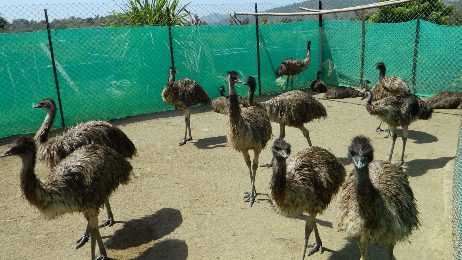 Delayer: Emu farm pulls crowd in Chattri village