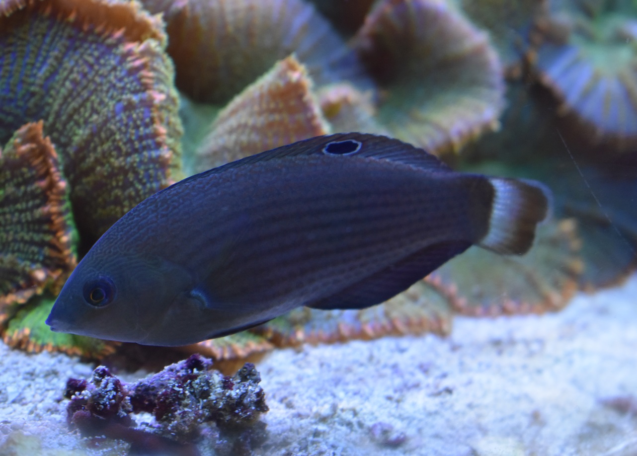 ZOOTOGRAFIANDO (6.096 ANIMALS): LÁBRIDO OSCURO DEL MAR ROJO / DUSKY ...