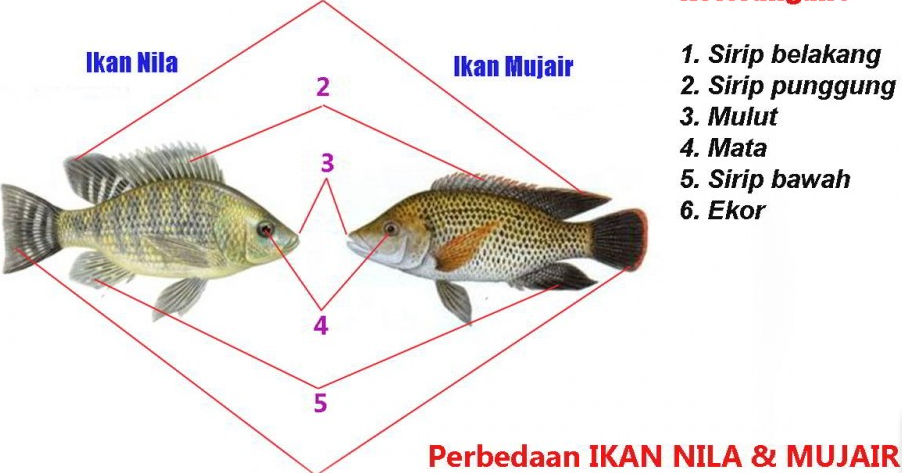 PERBEDAAN IKAN MUJAER DAN IKAN NILA - PENYULUH