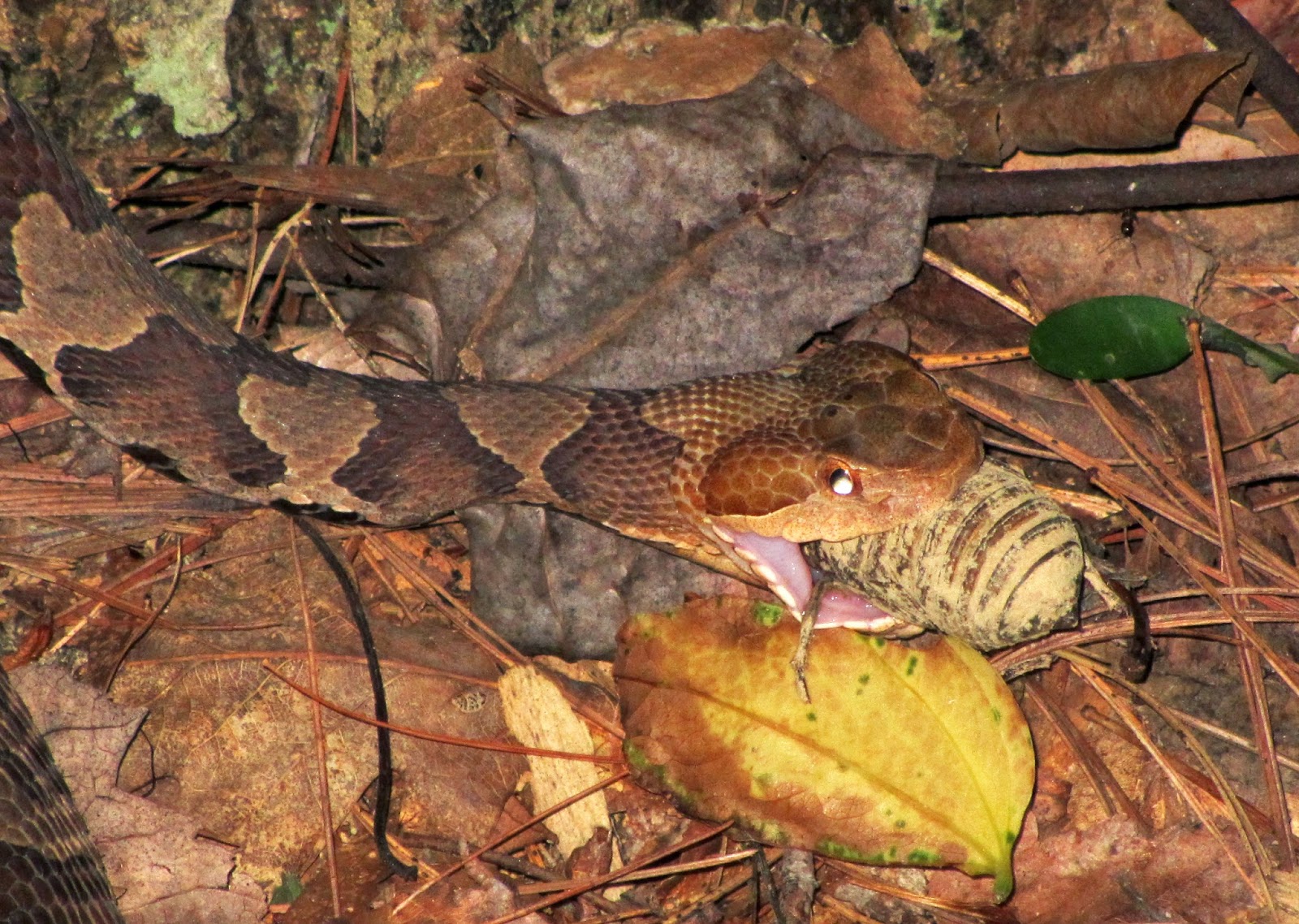 Long Island Cicadas: Copperheads vs. Cicadas - July 2014