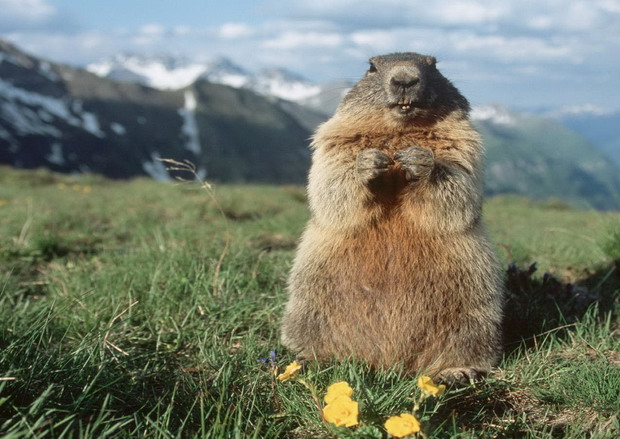 Marmota