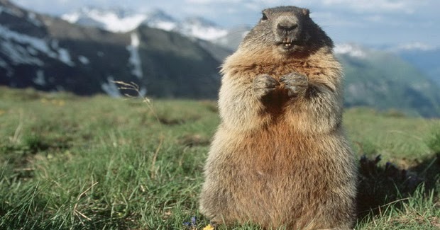 Marmota