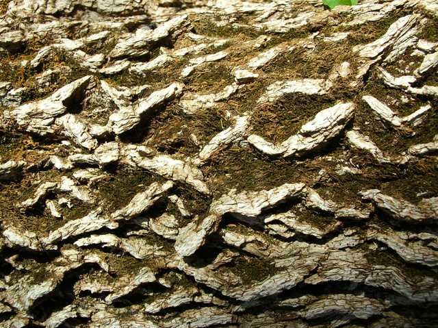 Divinebunbun's Rugged Rural Missouri: Morel Hunting Tip #1: Find Your ...