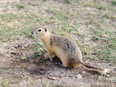 Gopher | Wildlife | The Wildlife