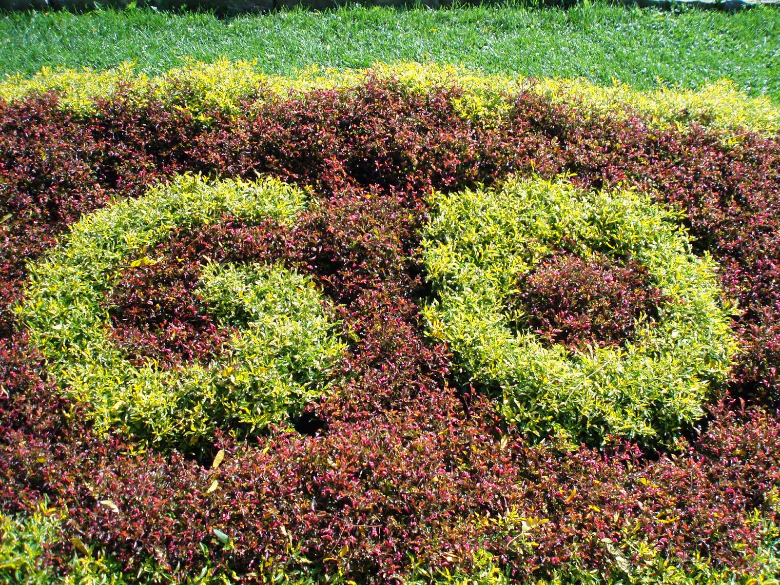 Rotary Botanical Gardens - Hort Blog: Awesome Alternantheras