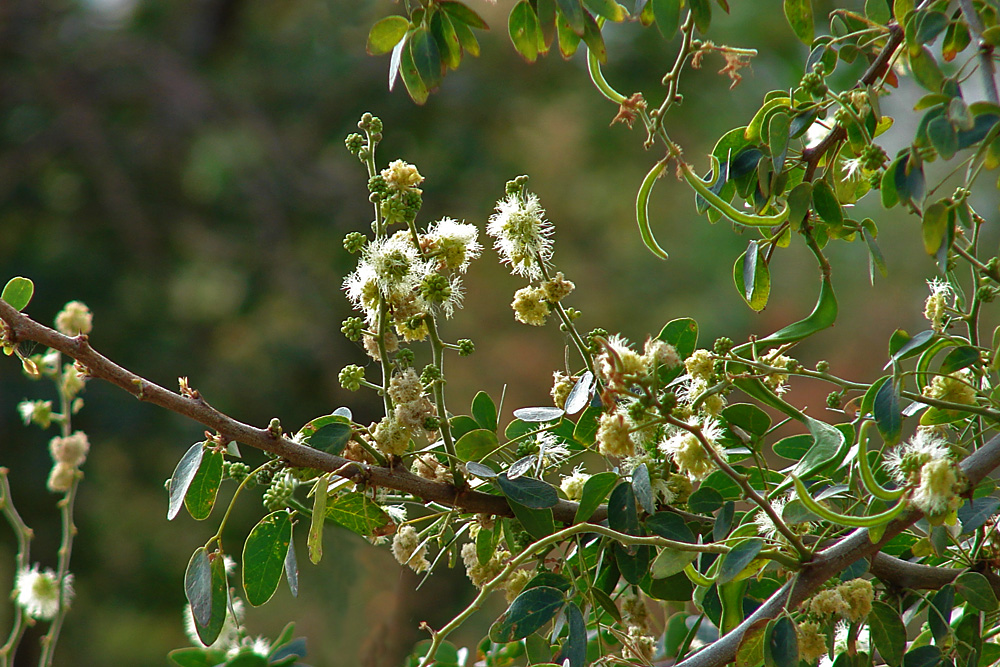 Polyura athamas DATASHEET | BugsAlive
