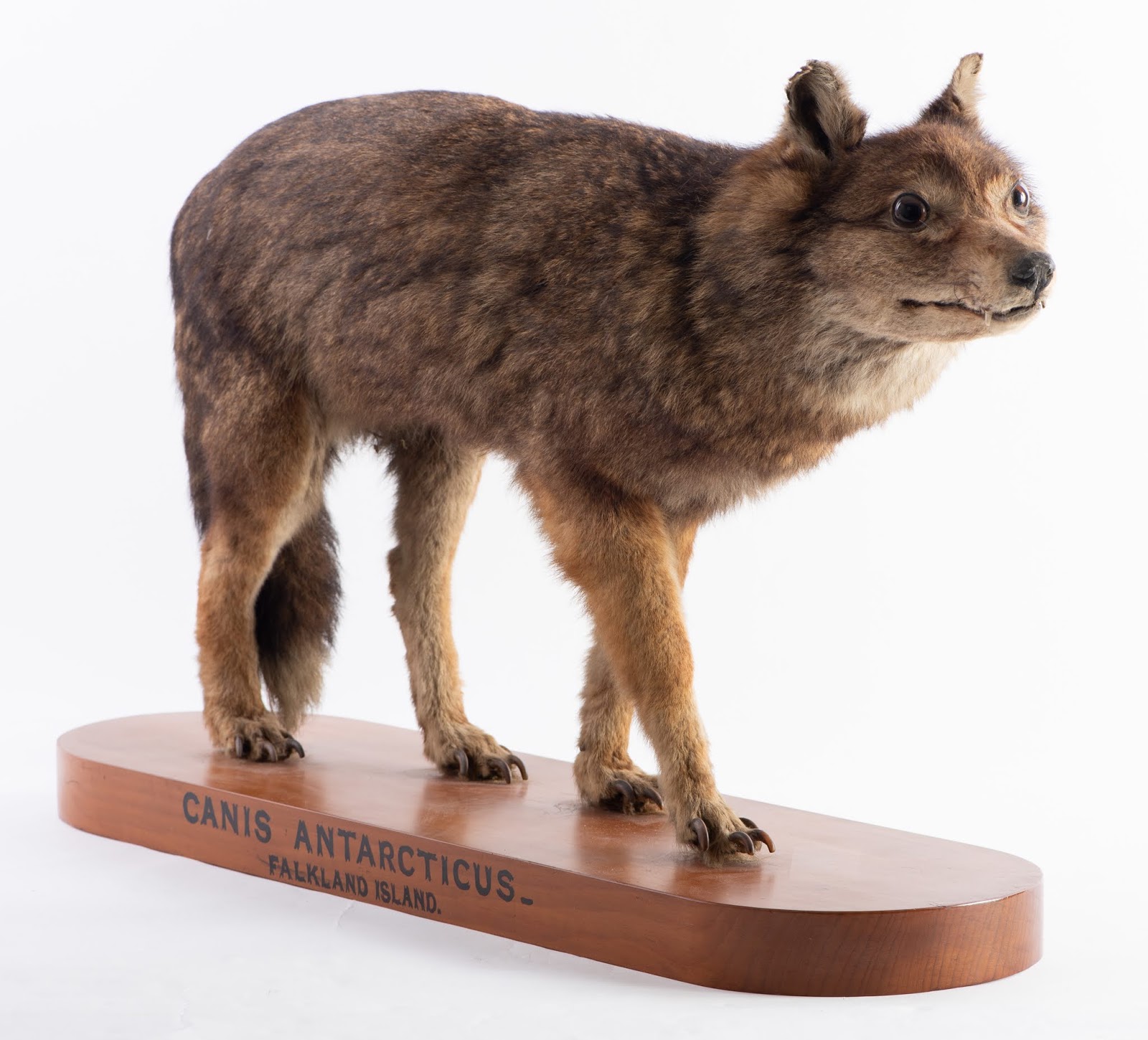 Insular Dwarfism and Gigantism: Falkland Islands Wolf