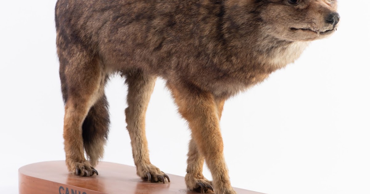 Insular Dwarfism and Gigantism: Falkland Islands Wolf