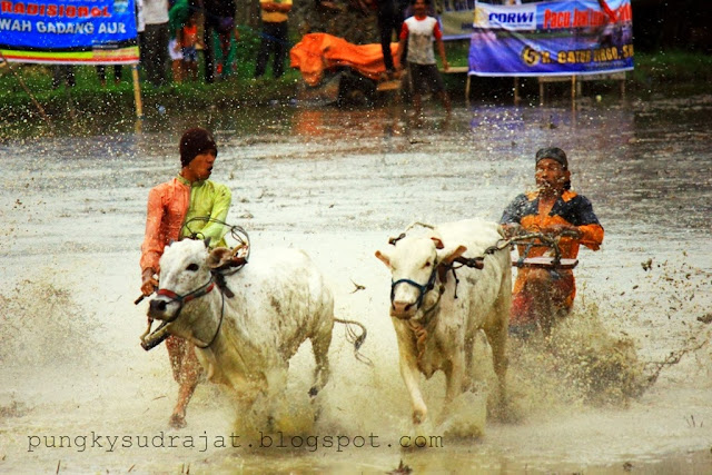 Pacu Jawi, Balapan Sapi ala Minangkabau ~ PhotoSeeker