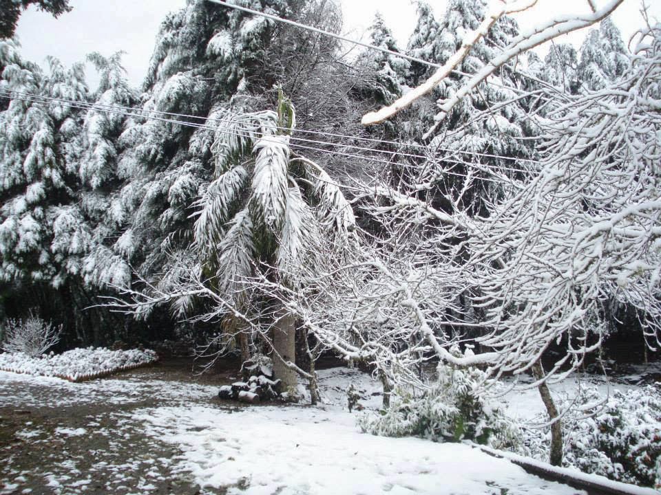 Dyckia Brazil: Snow in Santa Catarina Brazil today!