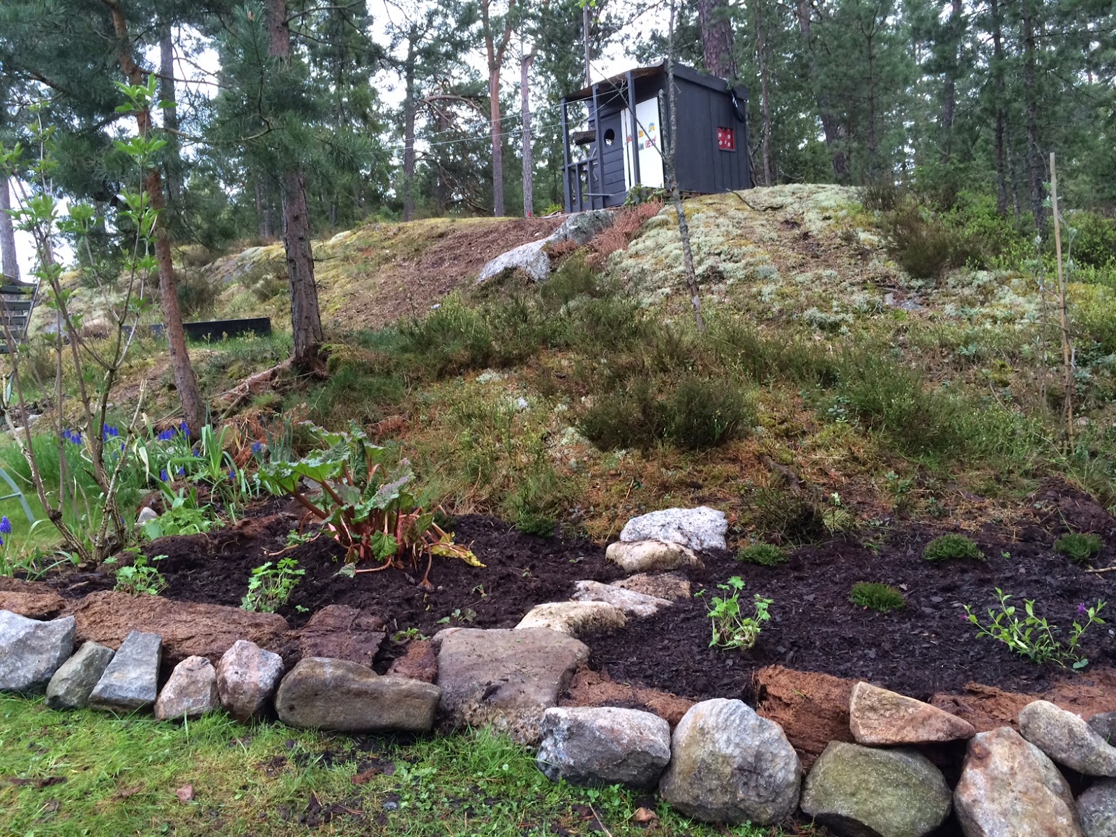 Ranunkel i rabatten: Skogstomt -rabatt