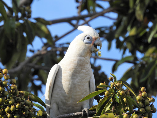 Birding - Tweed Heads - Australia: Tweed Bird List with Photos