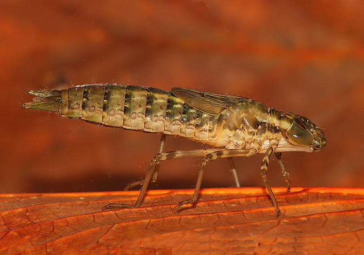 Kent Dragonflies: A 'Big' Emperor Dragonfly Nymph
