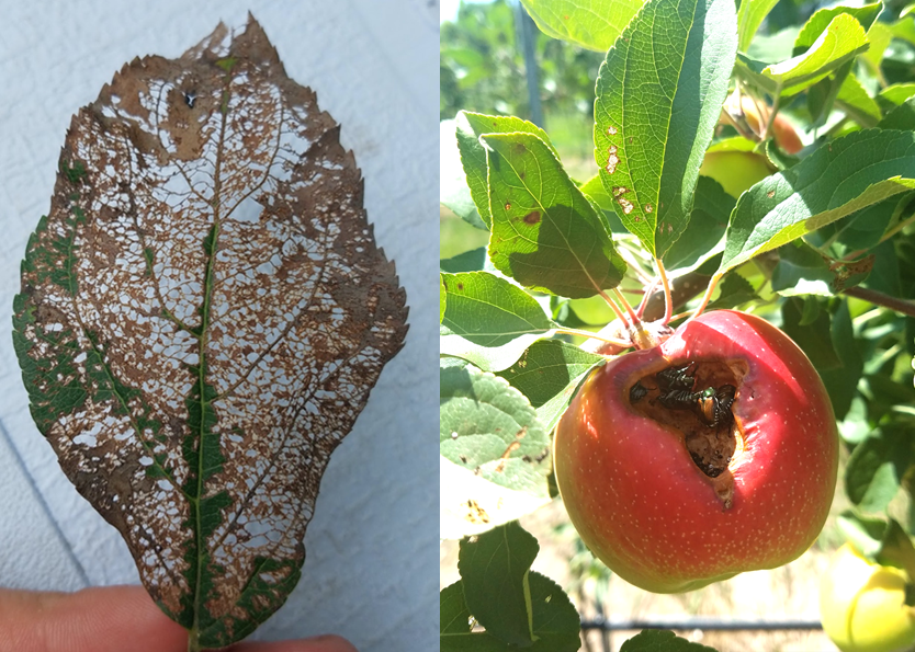 Managing Japanese Beetle and Variety Preferences in Apple