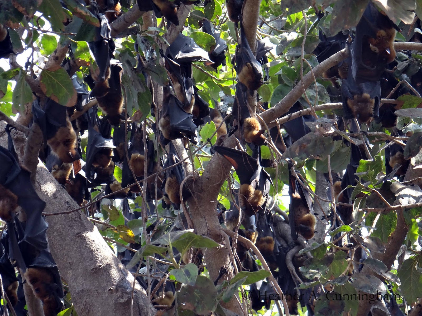 Indian Bats