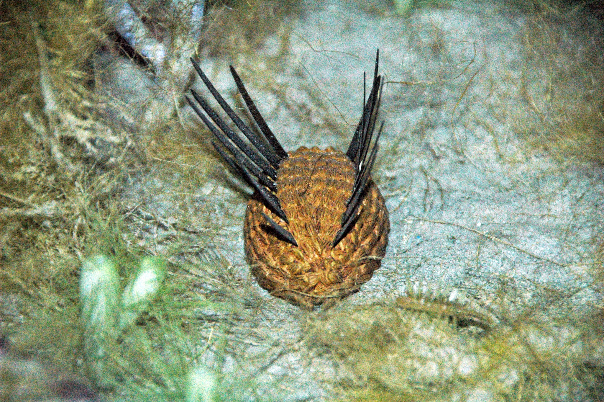 Variety of Life: Mollusca