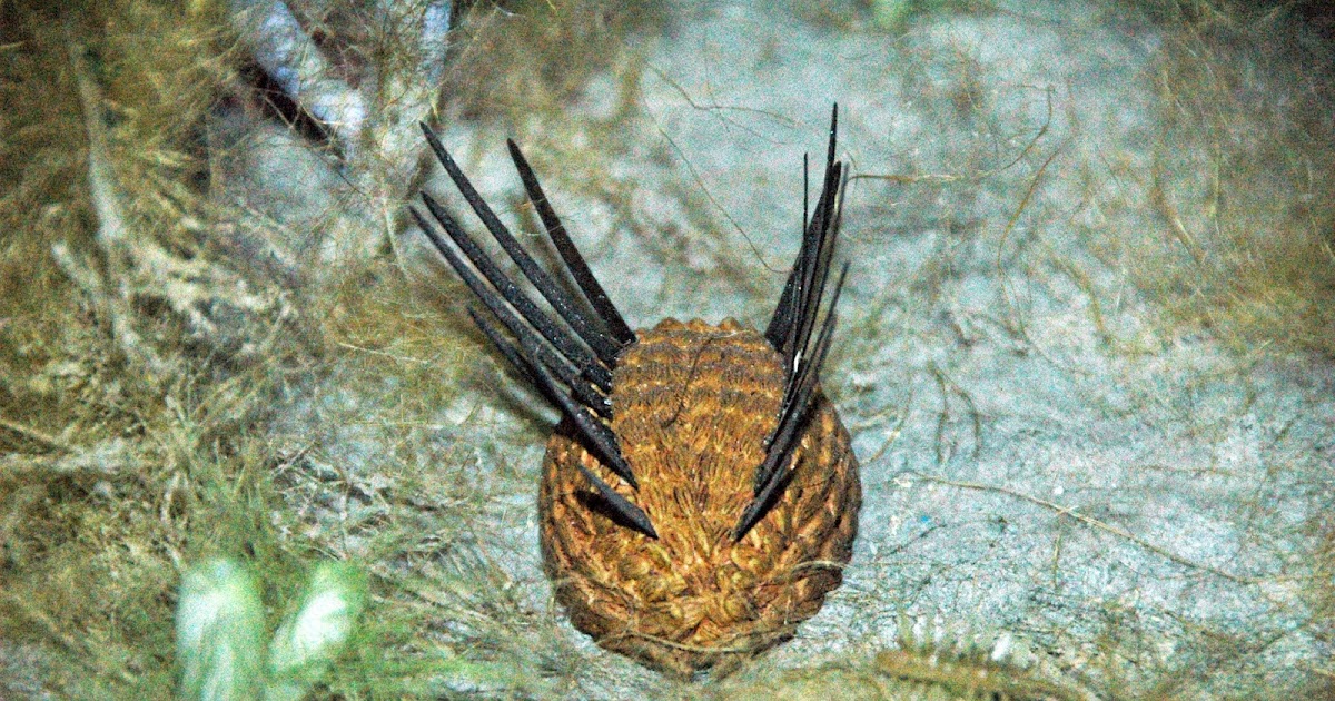 Variety of Life: Mollusca