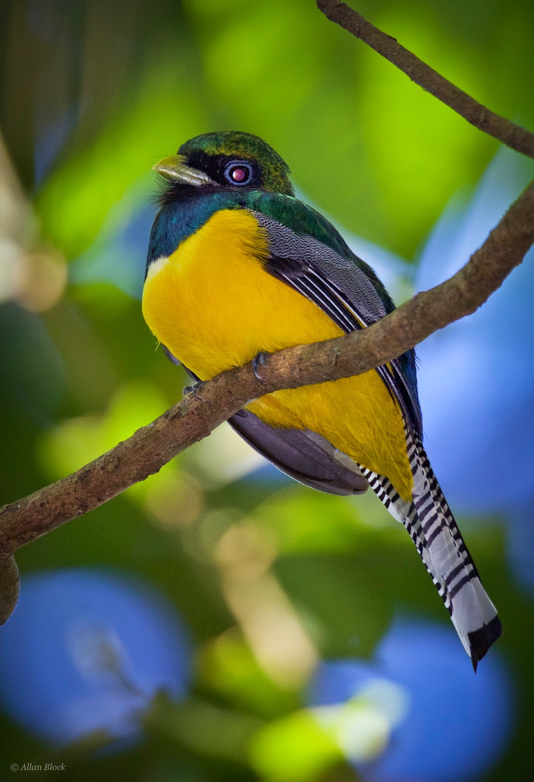 Feather Tailed Stories: Trogons, Costa Rica