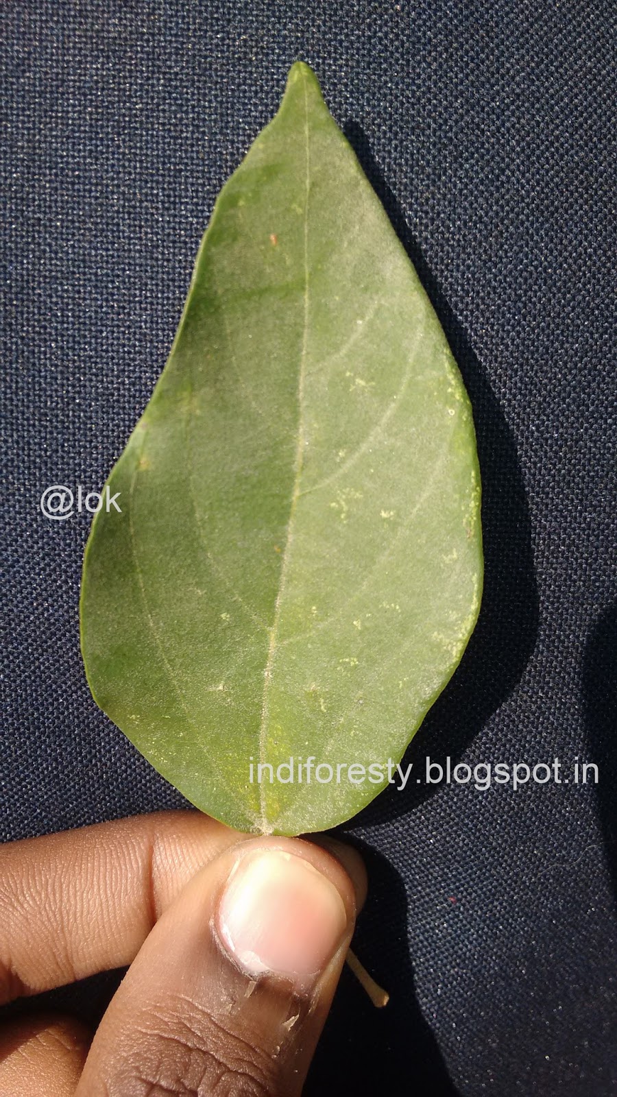 INDIAN FORESTRY: Mallotus philippensis (Kamala Tree) : Medicinal Uses ...