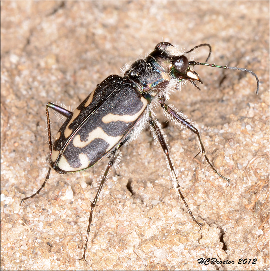 The Home Bug Garden: A Tiger Beetle, not exactly glowing, but with a ...