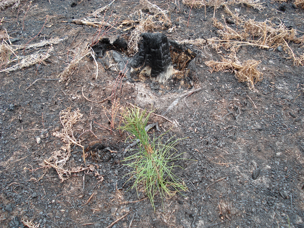 Duck Lake Fire: A year later - Gr8LakesCamper