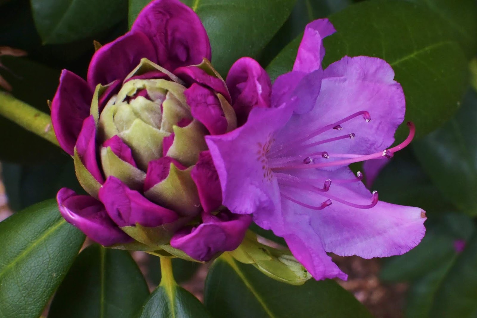 Shoreline Area News: Poem: Photo The Rhodora